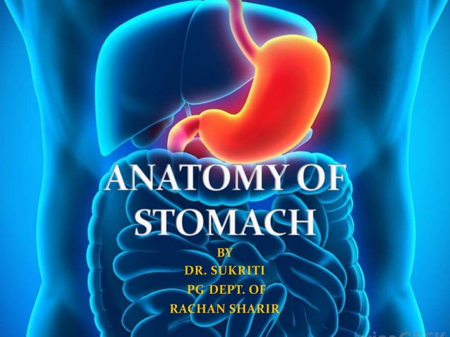 Anatomy of the stomach | PPT