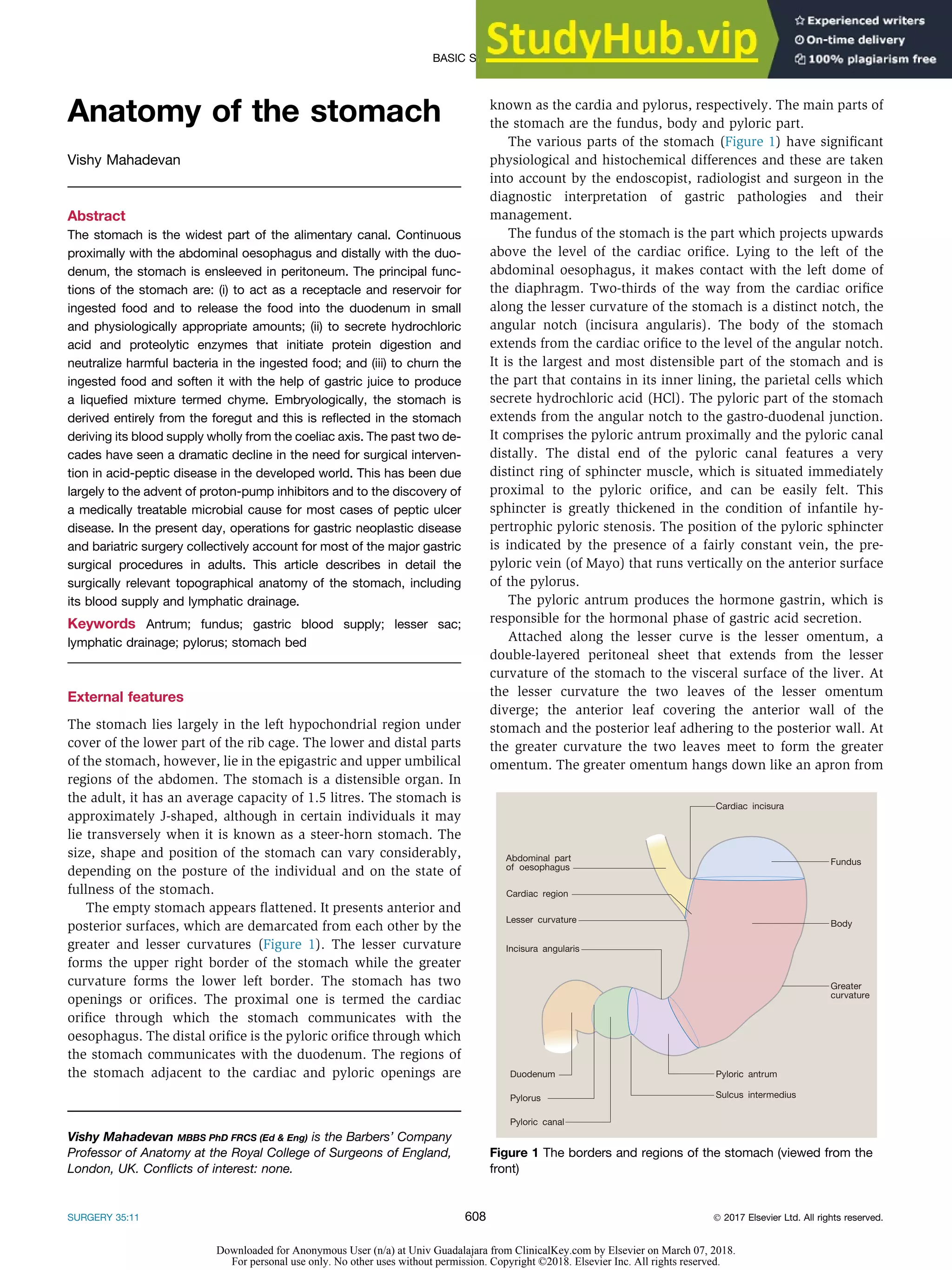 Anatomy Of The Stomach | PDF