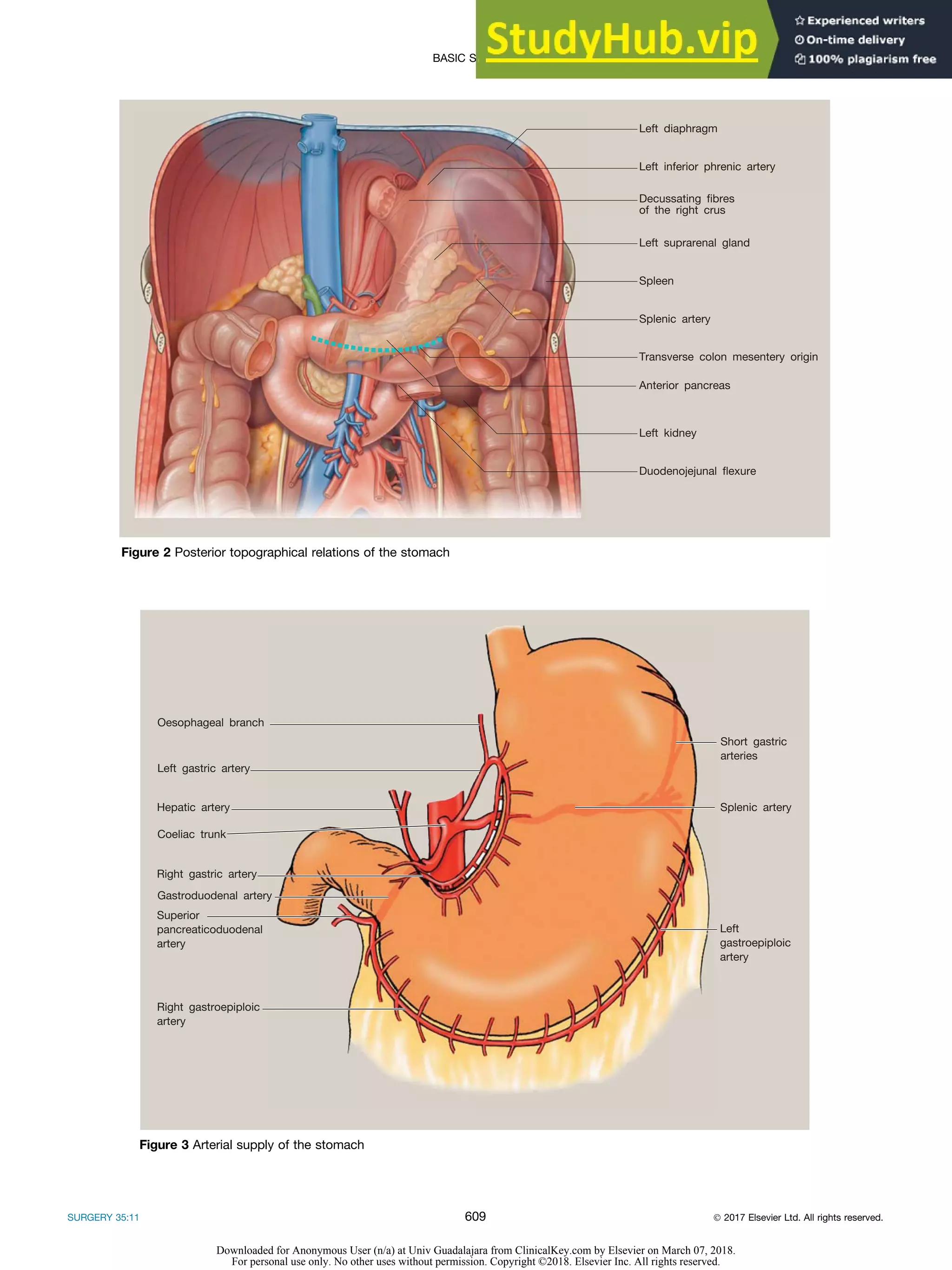 Anatomy Of The Stomach | PDF