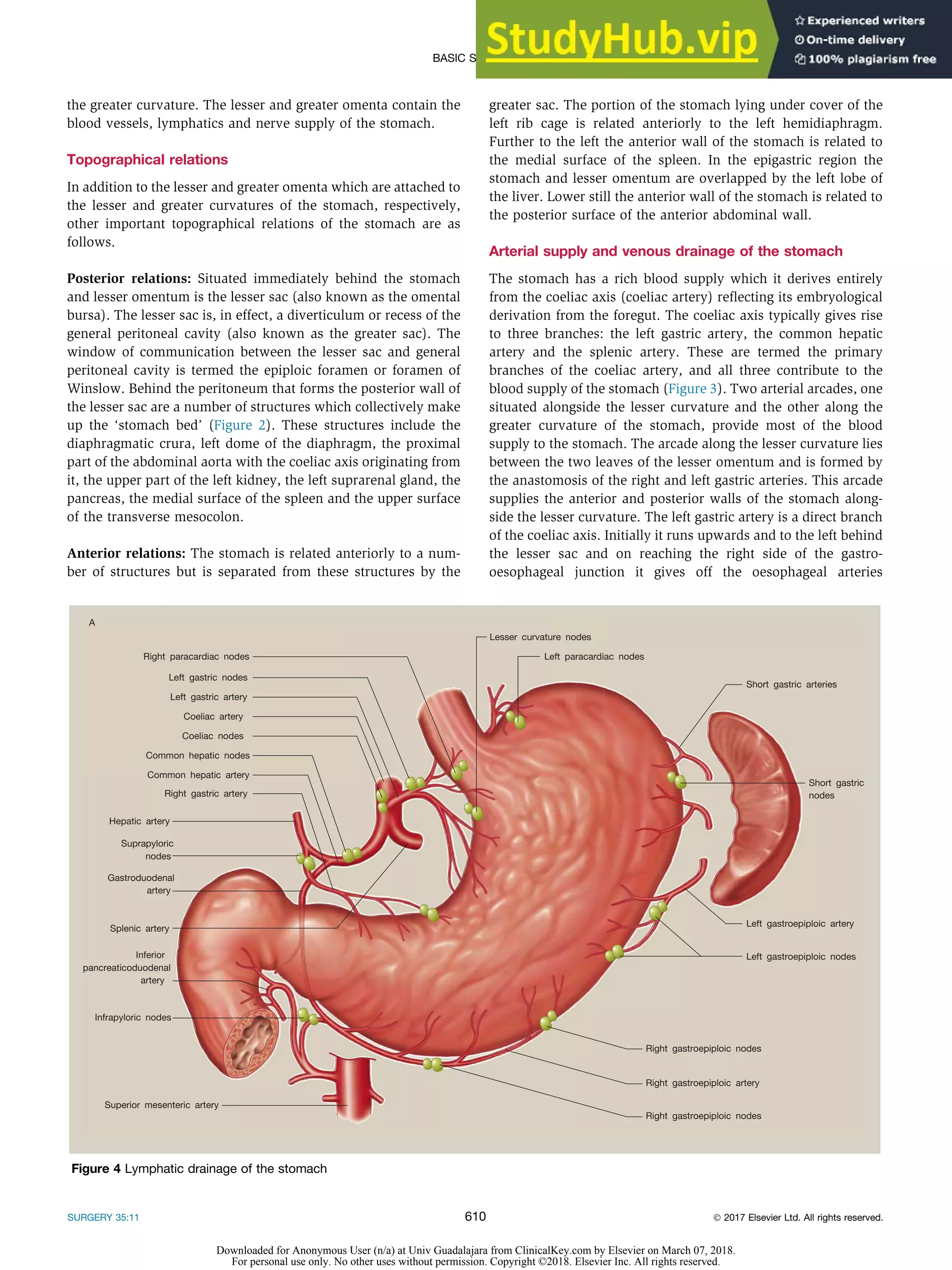 Anatomy Of The Stomach | PDF