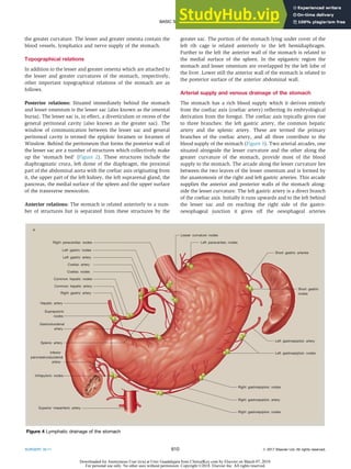 Anatomy Of The Stomach | PDF