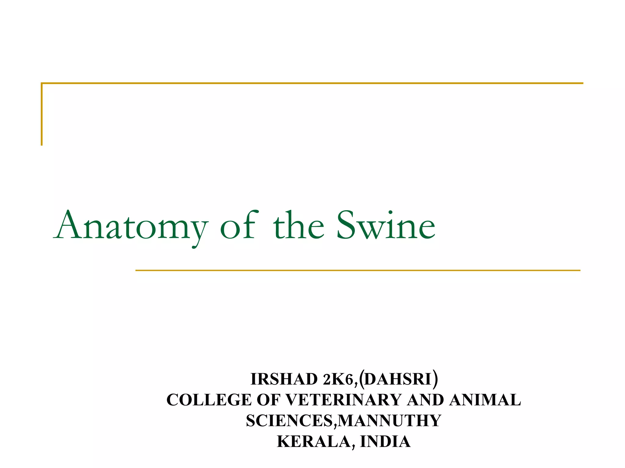 Anatomy Of The Swine | PPT