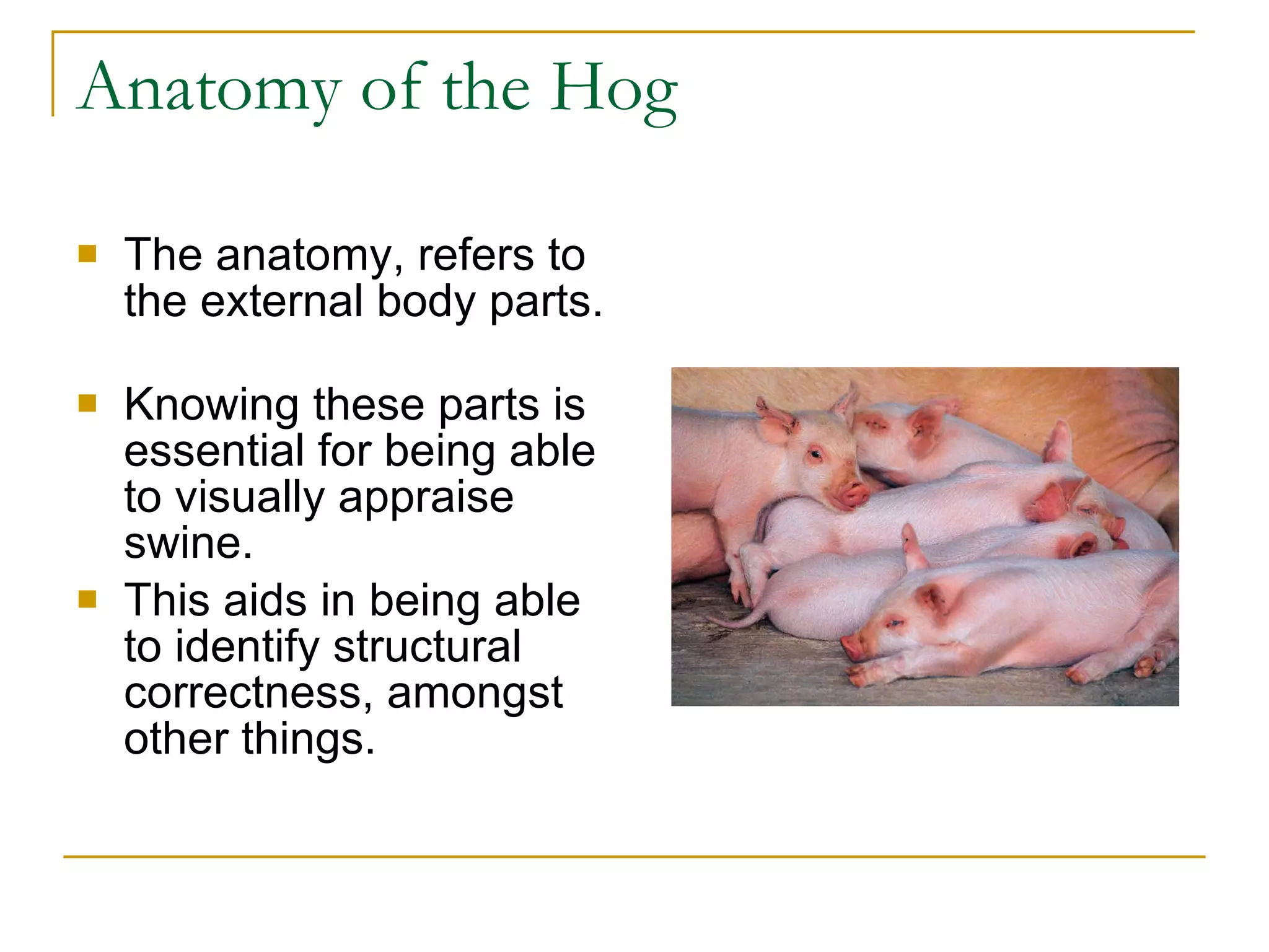 Anatomy Of The Swine | PPT