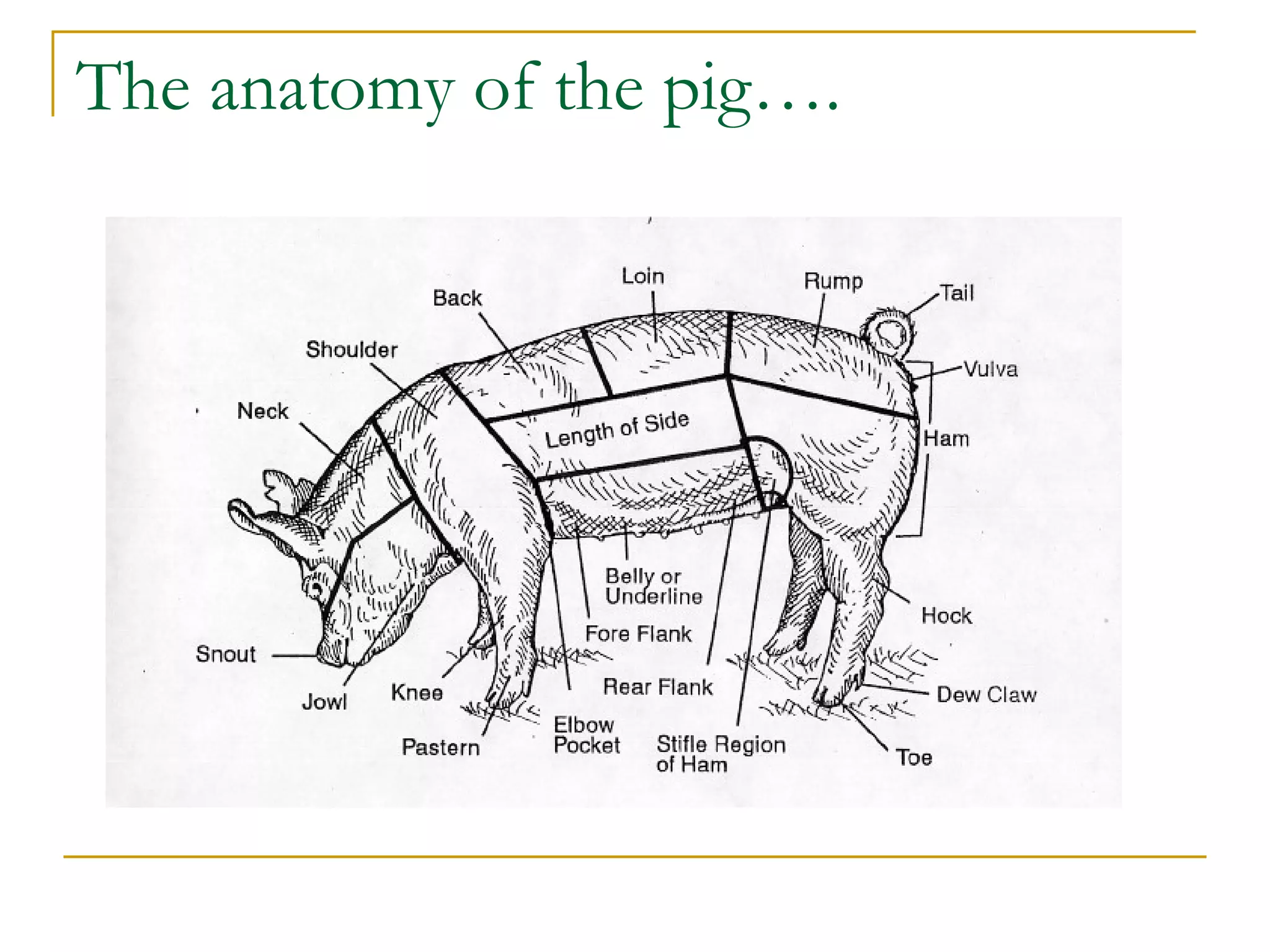 Anatomy Of The Swine | PPT