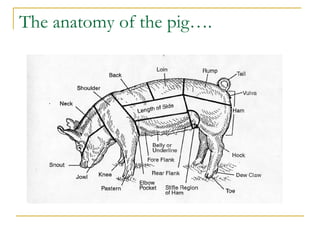 Swine Anatomy Diagram
