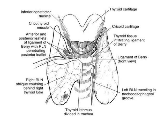anatomy of the thyroid usaid universistate.pptx