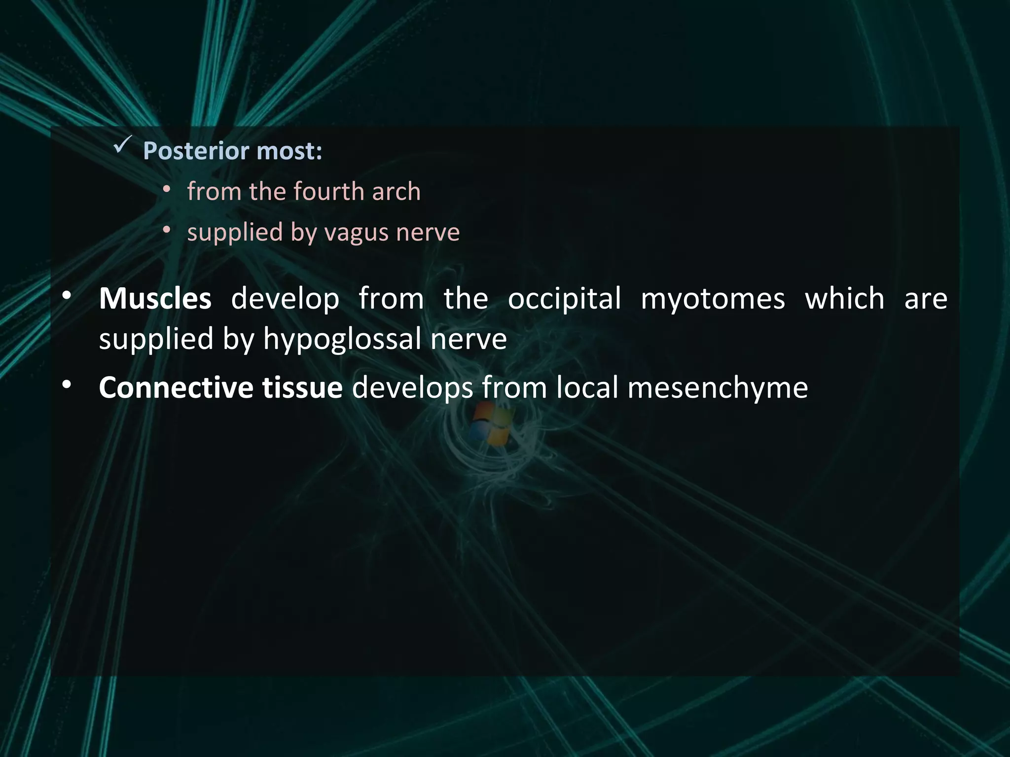Anatomy of the tongue | PPT