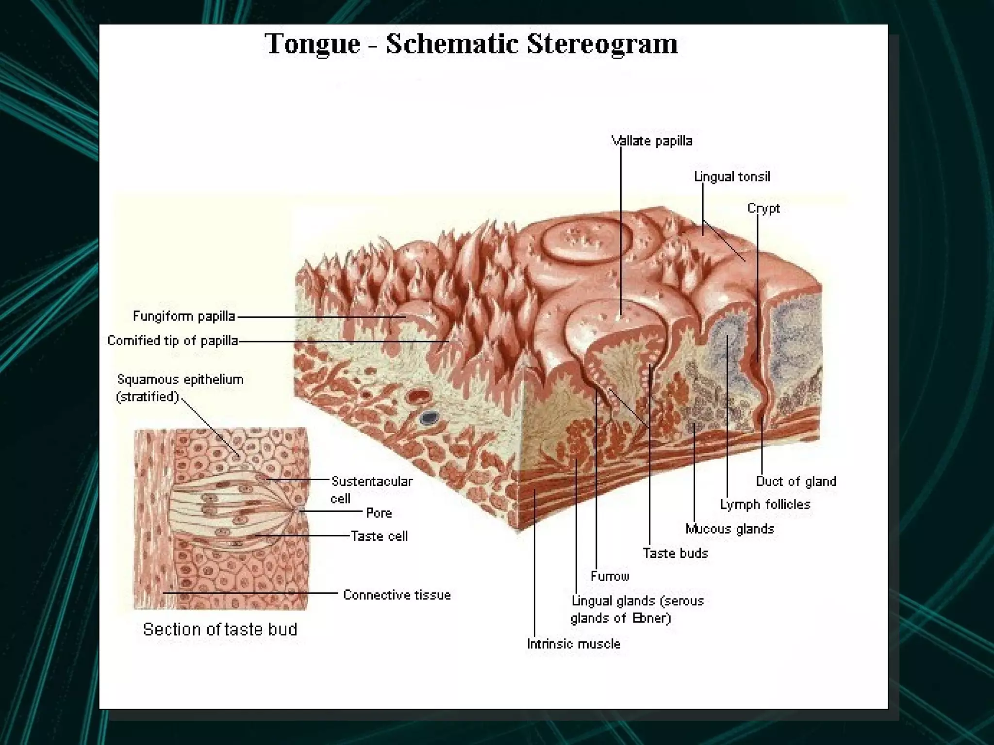 Anatomy of the tongue | PPT