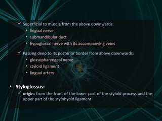 Anatomy of the tongue | PPT
