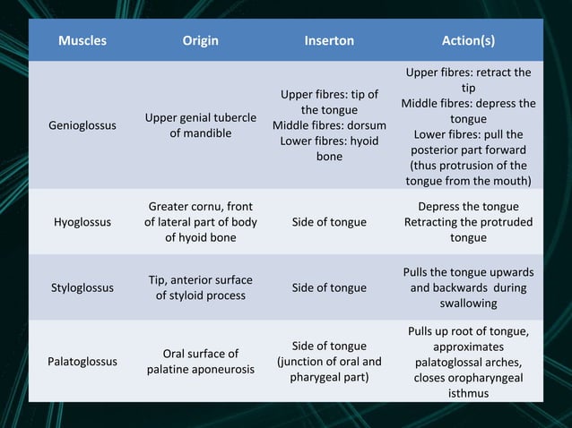 Anatomy of the tongue | PPT | Ear, Nose and Throat Conditions ...