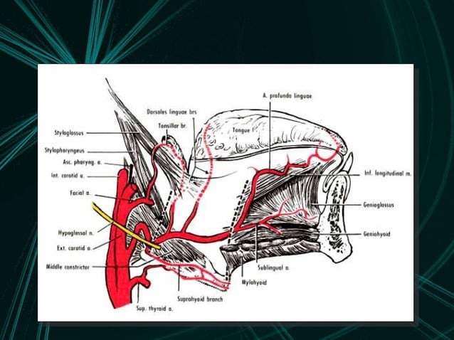 Anatomy of the tongue | PPT | Ear, Nose and Throat Conditions ...