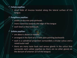 Anatomy of the tongue | PPT