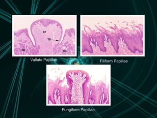 Anatomy of the tongue | PPT