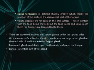 Anatomy of the tongue | PPT