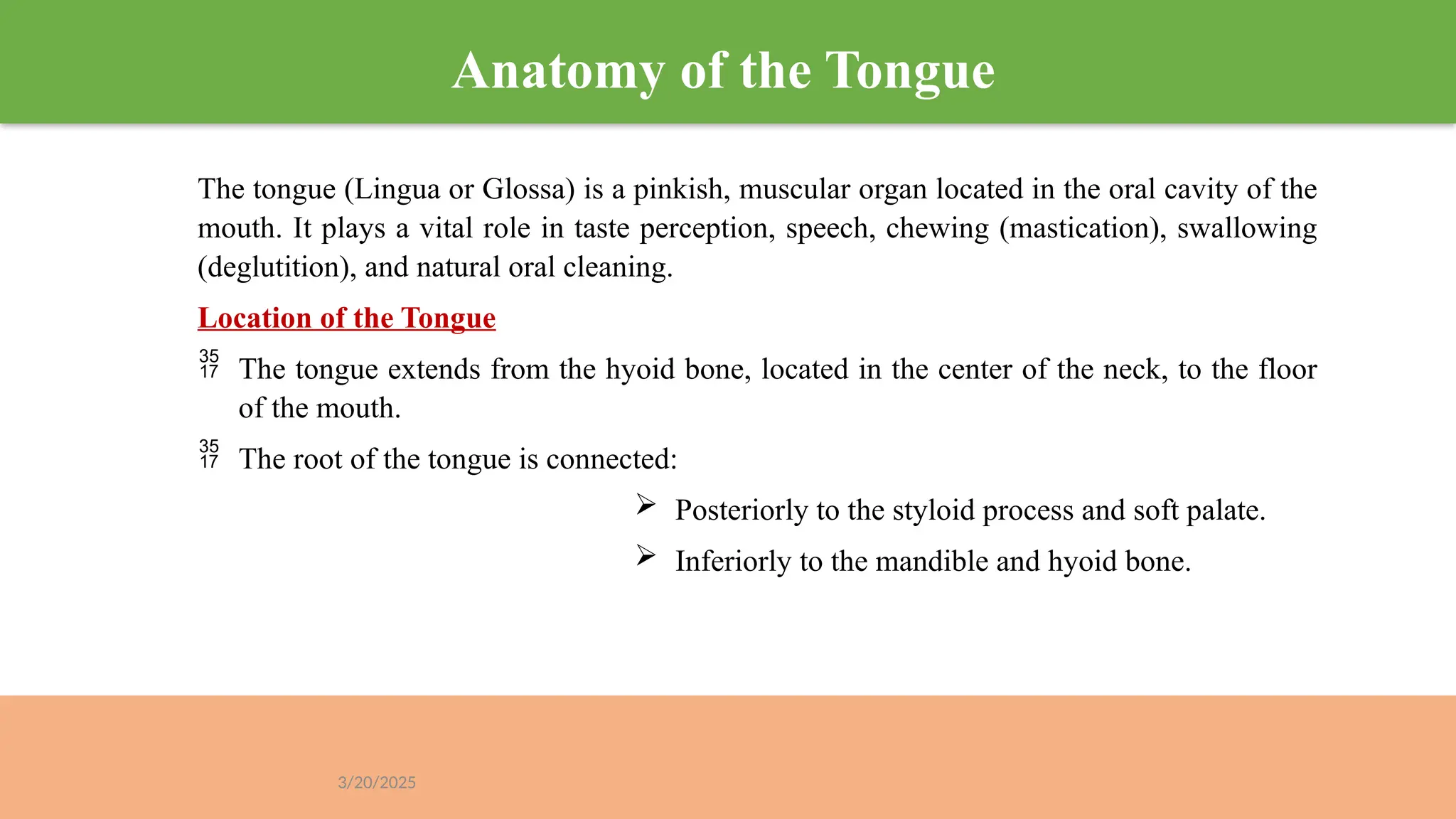 Anatomy of the Tongue by Baasir Umair.pptx
