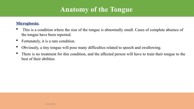 Anatomy of the Tongue by Baasir Umair.pptx