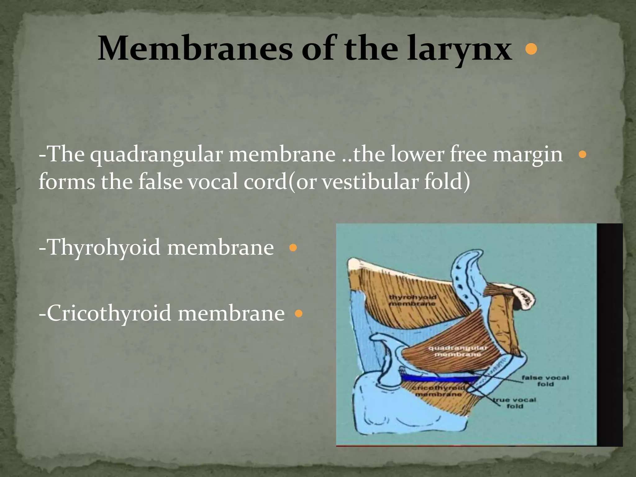 anatomy of the upper airway.ppt