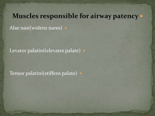 anatomy of the upper airway.ppt