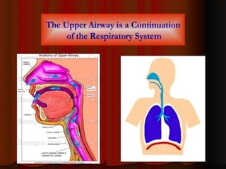 anatomy of the upper airway.ppt