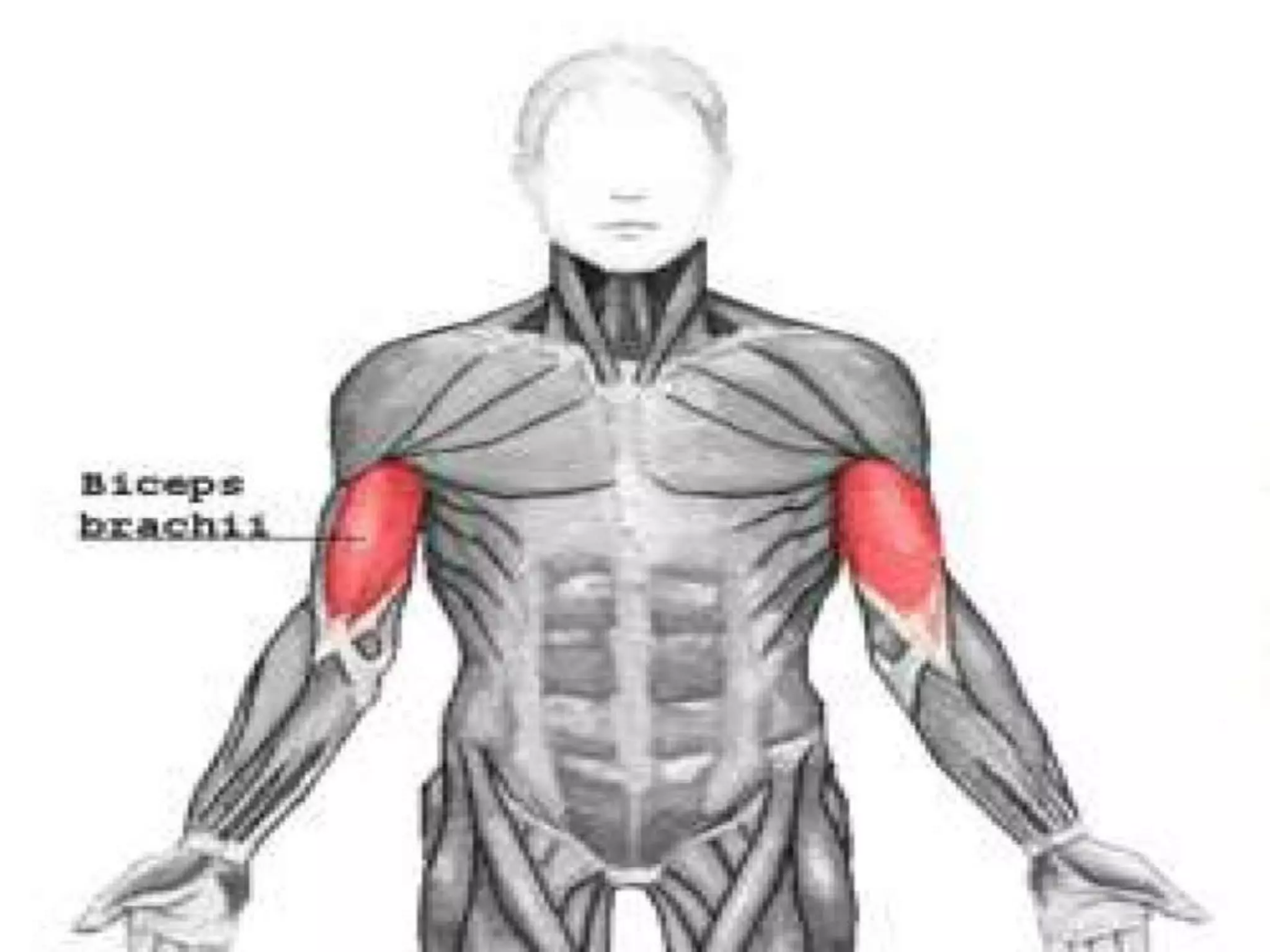 ANATOMY OFTHE UPPER ARM.PPTX