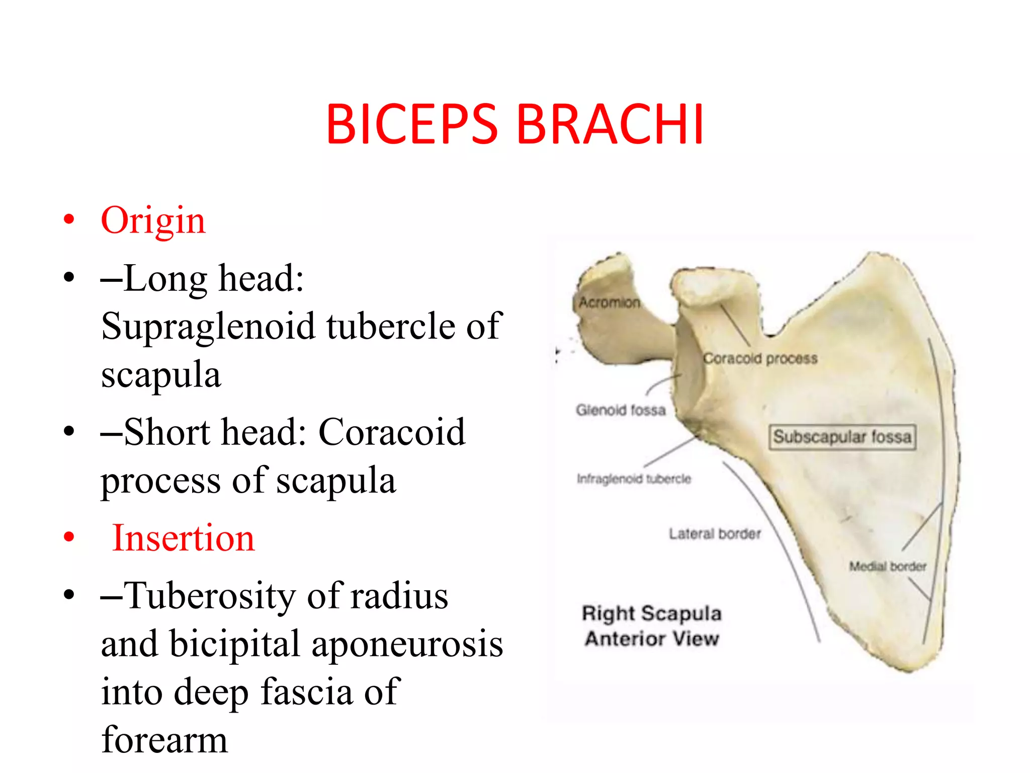 ANATOMY OFTHE UPPER ARM.PPTX