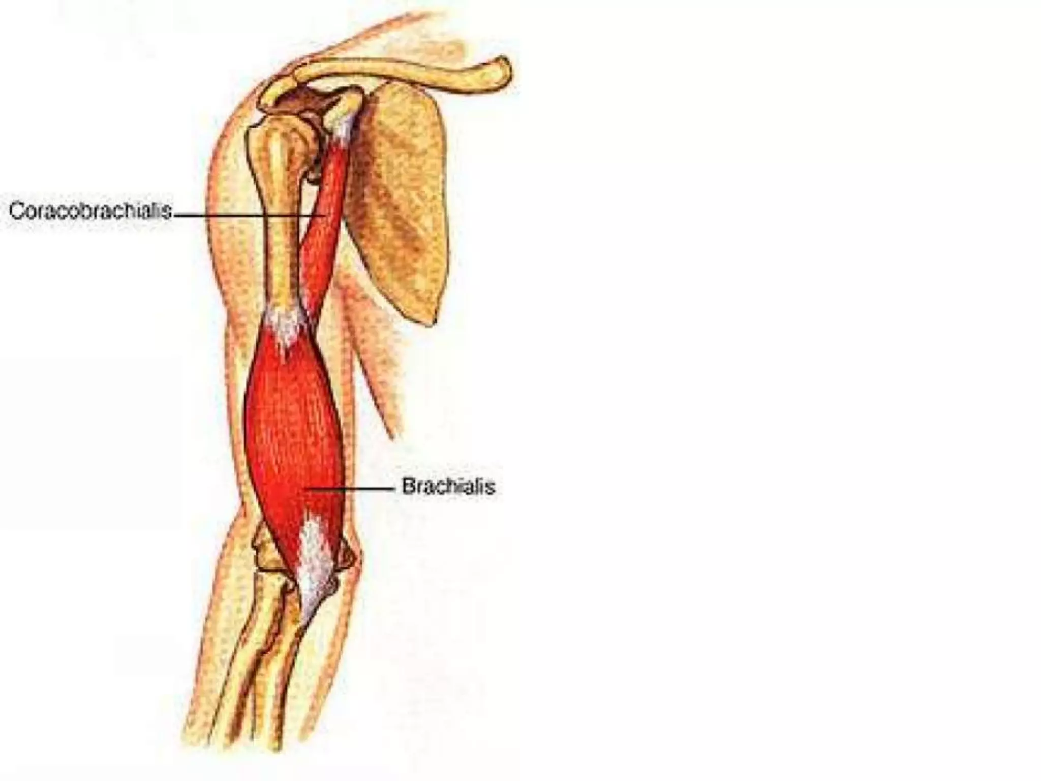 ANATOMY OFTHE UPPER ARM.PPTX | Death, Injury, or Military Conflict ...