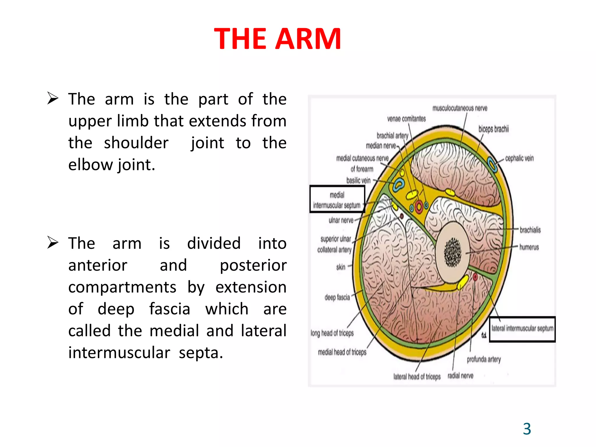 ANATOMY OFTHE UPPER ARM.PPTX