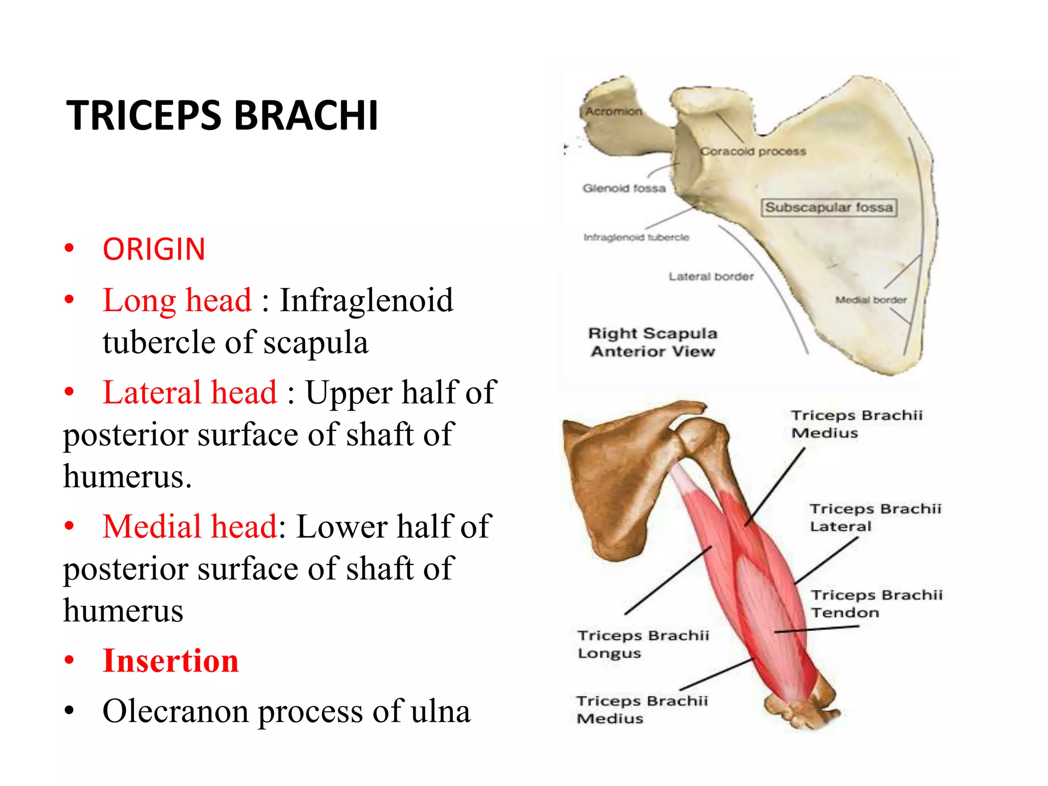 ANATOMY OFTHE UPPER ARM.PPTX