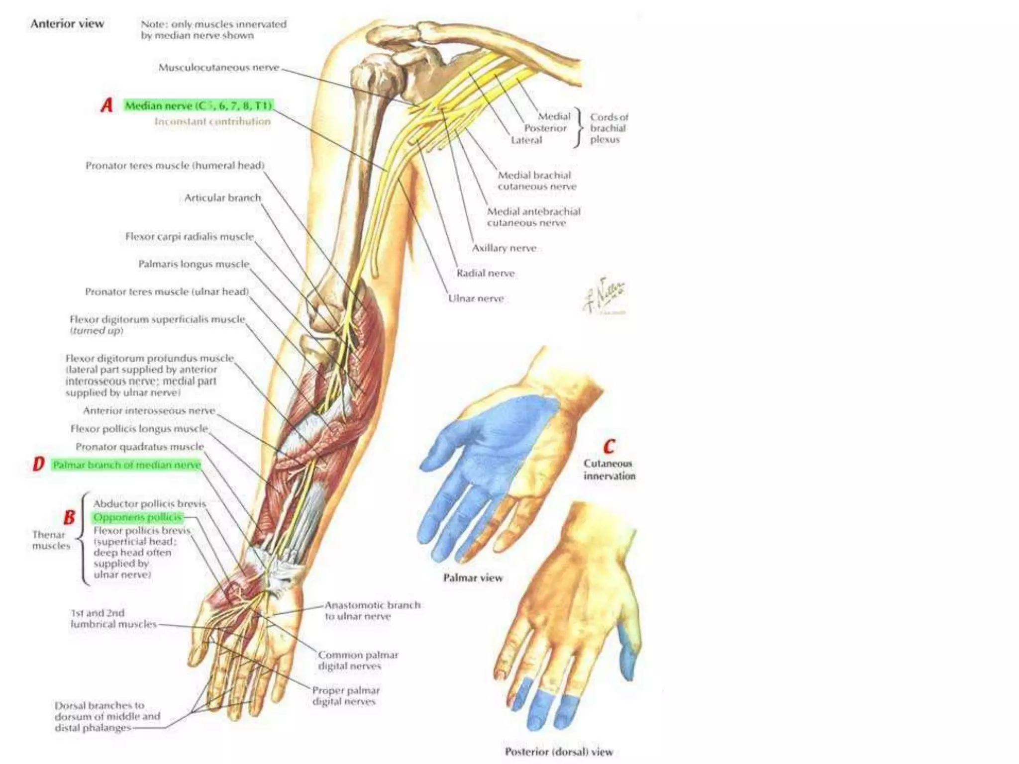ANATOMY OFTHE UPPER ARM.PPTX