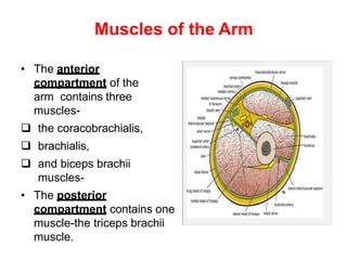 ANATOMY OFTHE UPPER ARM.PPTX