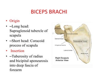 ANATOMY OFTHE UPPER ARM.PPTX