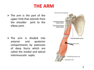 ANATOMY OFTHE UPPER ARM.PPTX
