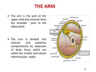 ANATOMY OFTHE UPPER ARM.PPTX