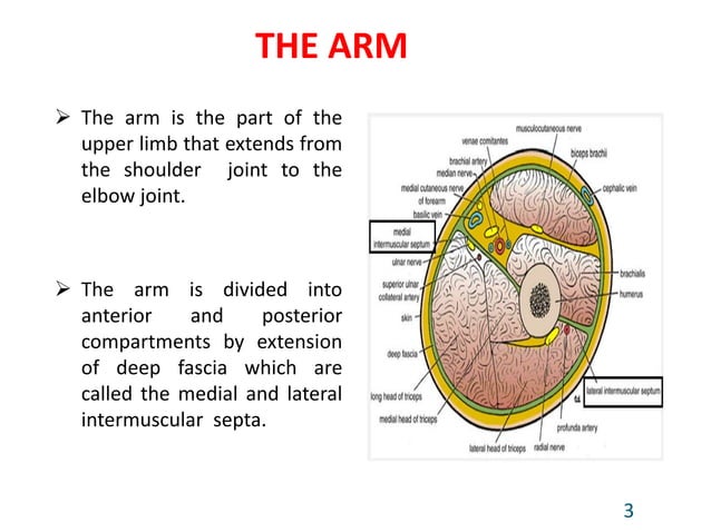 ANATOMY OFTHE UPPER ARM.PPTX