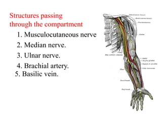 ANATOMY OFTHE UPPER ARM.PPTX