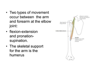 ANATOMY OFTHE UPPER ARM.PPTX