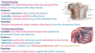 Anatomy of the Upper Extremity for the 1-Year PT SVU Students.pdf