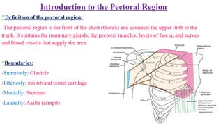 Anatomy of the Upper Extremity for the 1-Year PT SVU Students.pdf