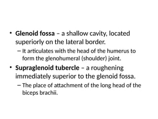 Anatomy of the upper limb.pptxpresentation | PPTX