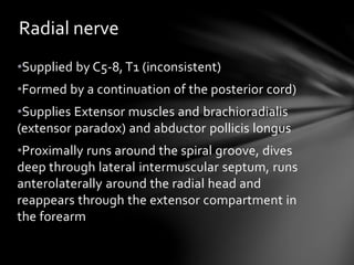 Anatomy of the upper limb – brachial plexus | PPT