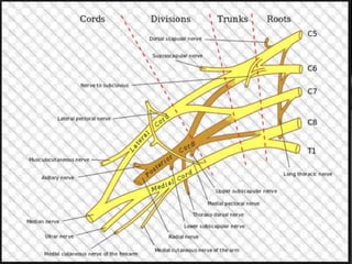 Anatomy of the upper limb – brachial plexus | PPT