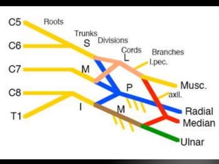 Anatomy of the upper limb – brachial plexus | PPT