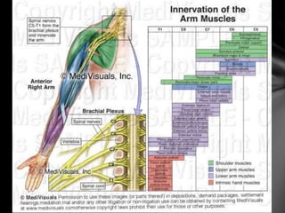 Anatomy of the upper limb – brachial plexus | PPT