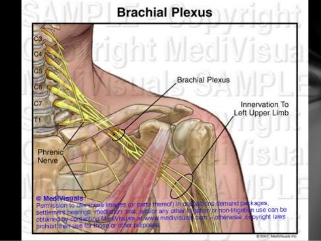 Anatomy of the upper limb – brachial plexus