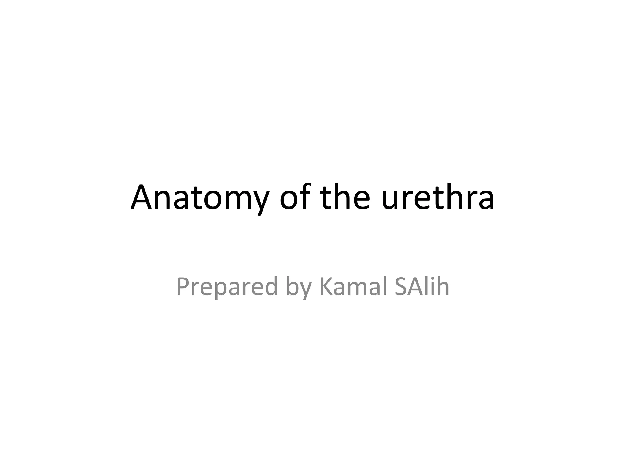 Anatomy of the urethra | PPTX
