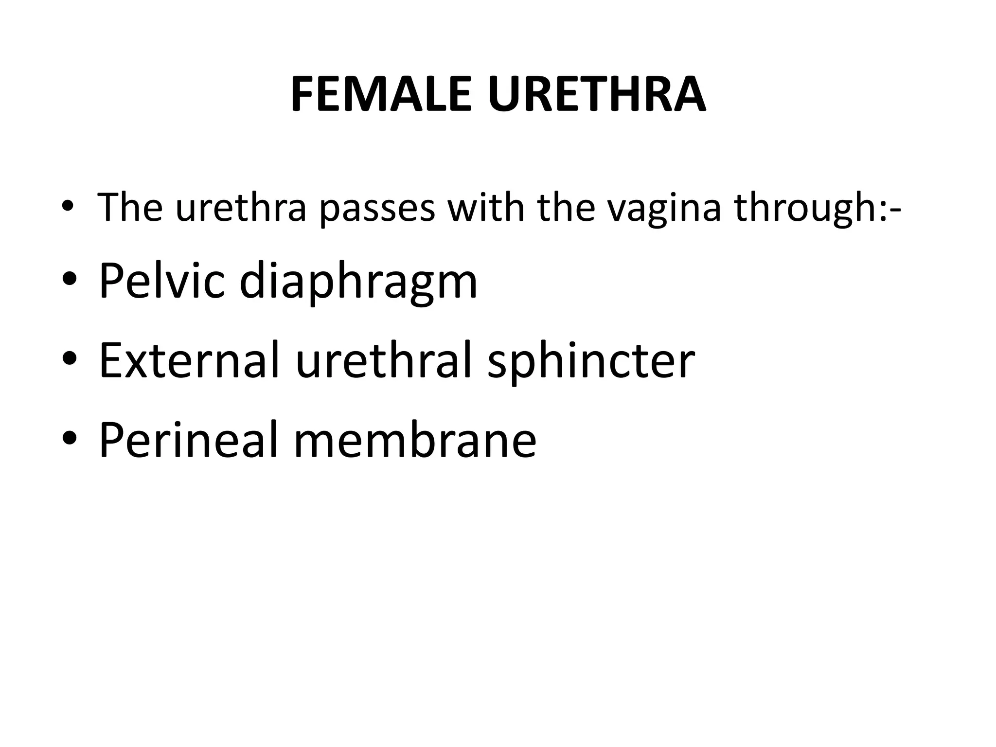 Anatomy of the urethra | PPTX