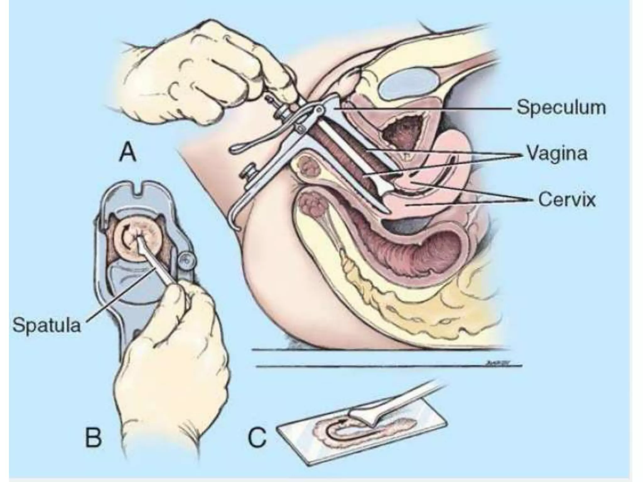 Anatomy Of The Urethra Pptx
