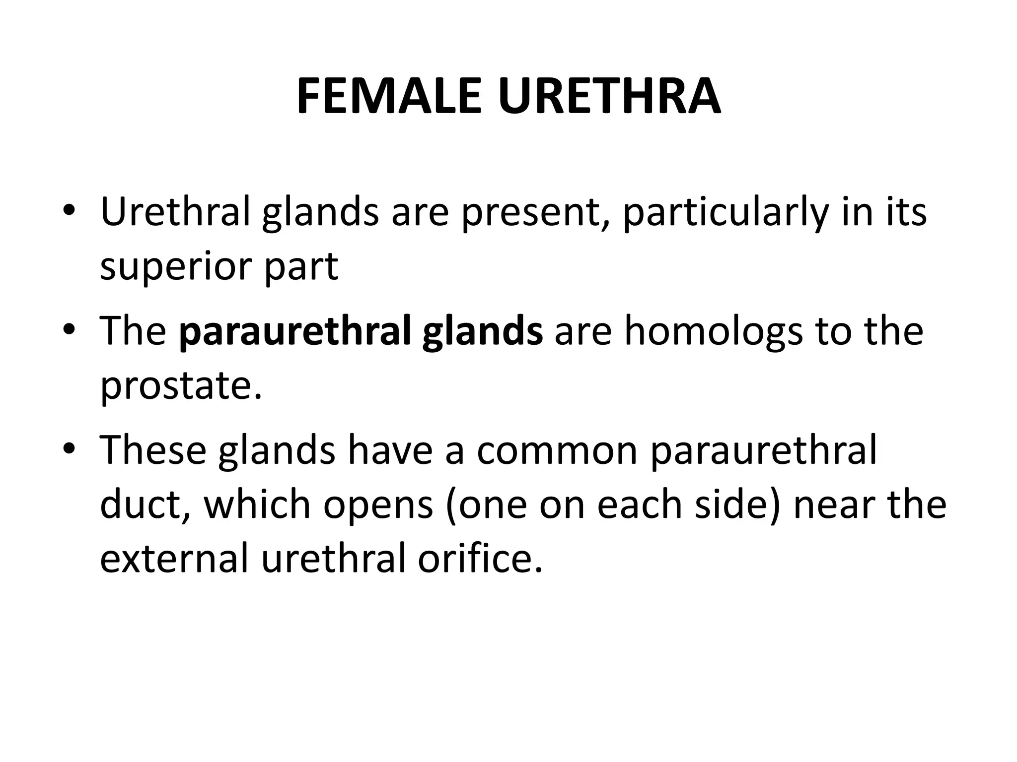 Anatomy of the urethra | PPTX