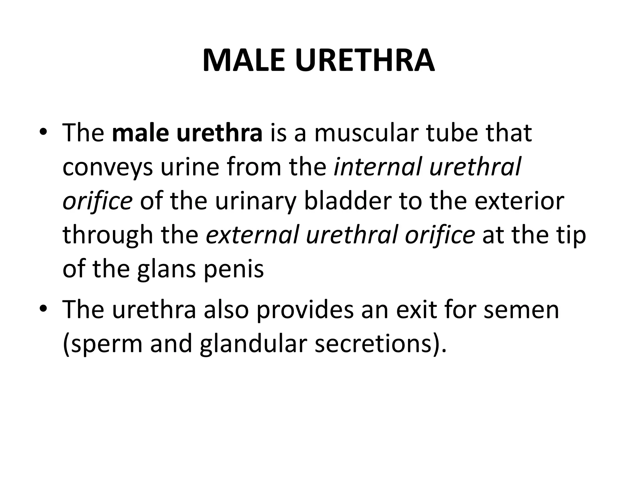 Anatomy of the urethra | PPTX