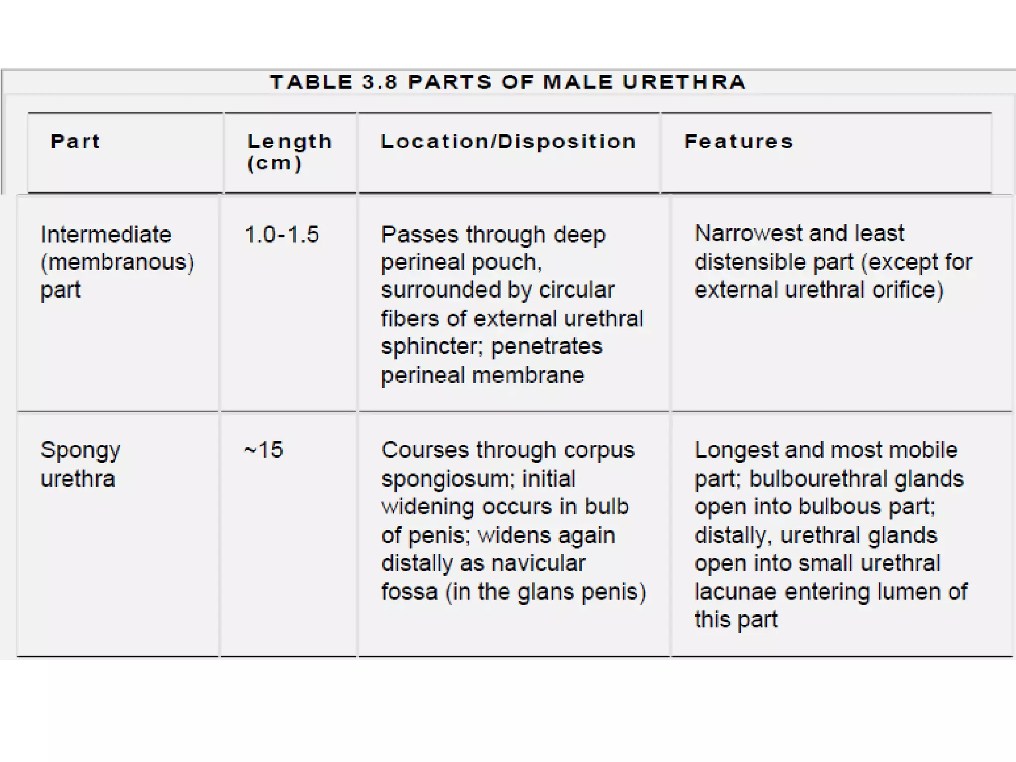 Anatomy of the urethra | PPTX